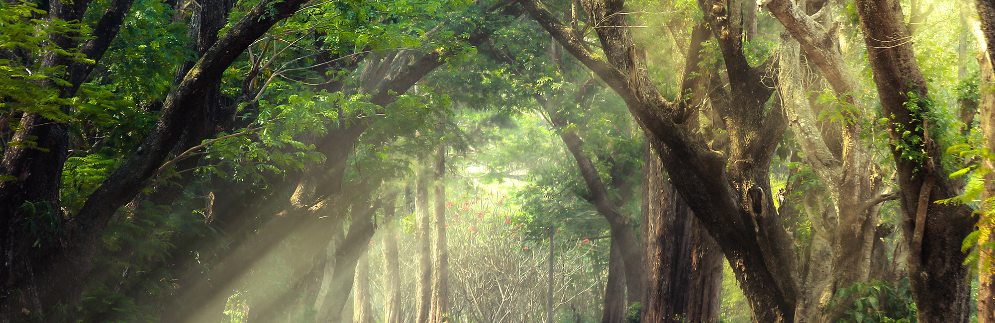 Pflanzenwelt – Nature Identity