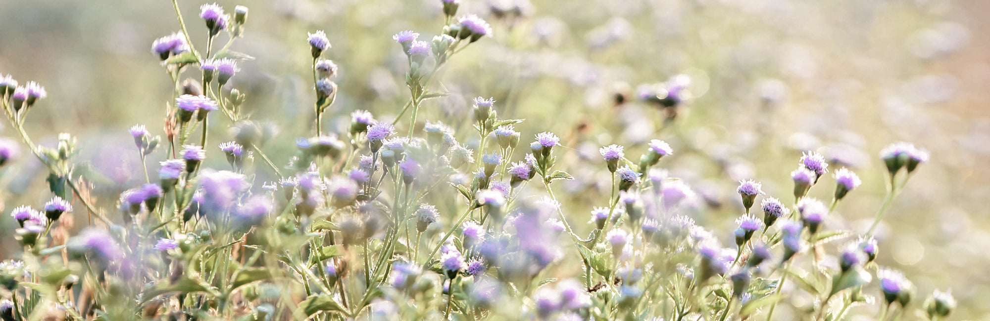 Beauty & Lifestyle – Nature Identity